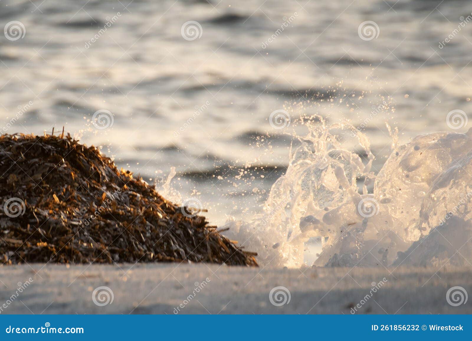 Wave Crashing on Seaweed in Sardinia, Italy Stock Photo - Image of ...