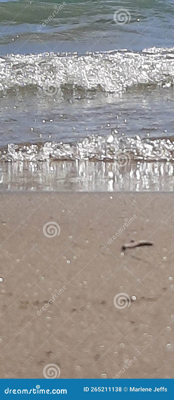 Wave Hello Ocean stock photo. Image of shore, snow, wildlife - 265211138