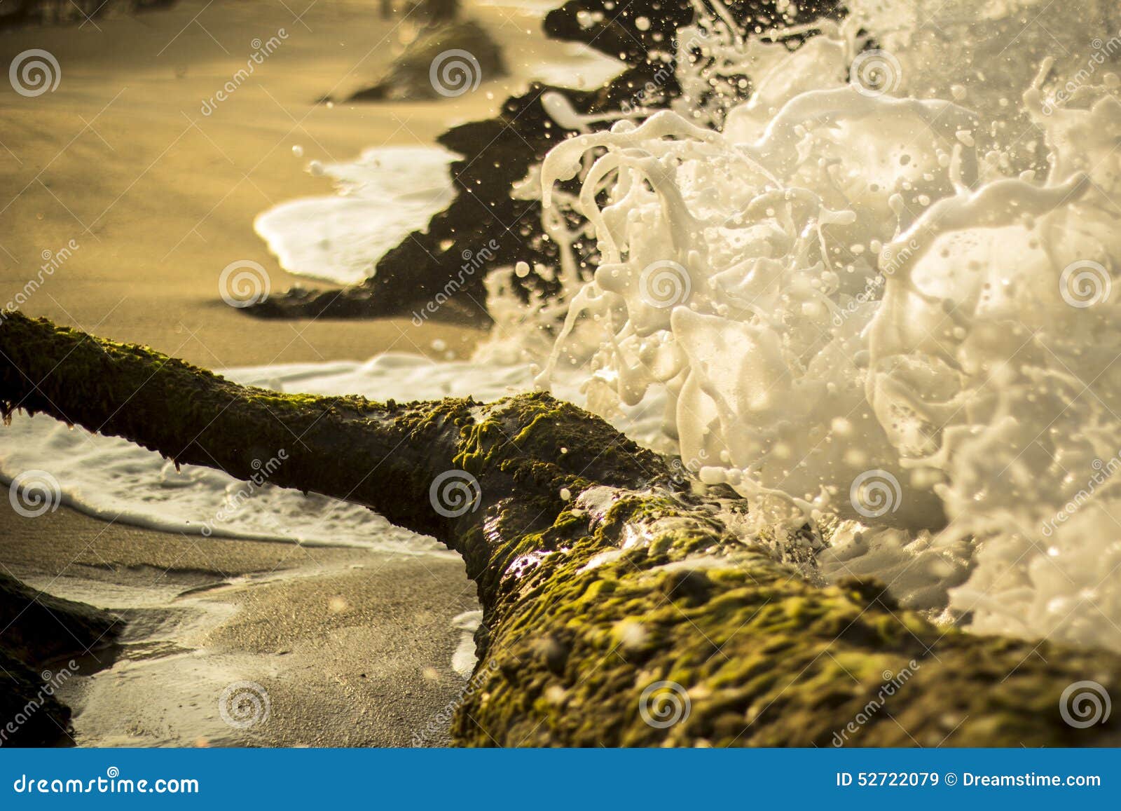 Wave hit tree stock image. Image of afternoon, sand, tree - 52722079