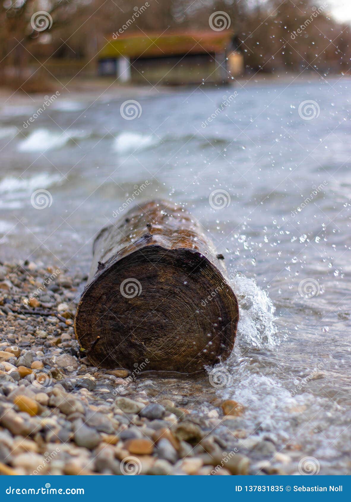 Wave hits a tree trunk stock image. Image of iced, dusty - 137831835