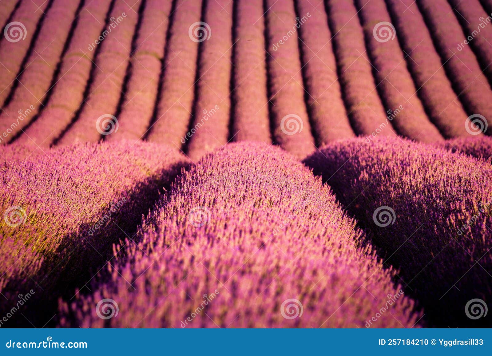 Wave of Lavender Rows on Valensole Plateau Stock Photo - Image of ...