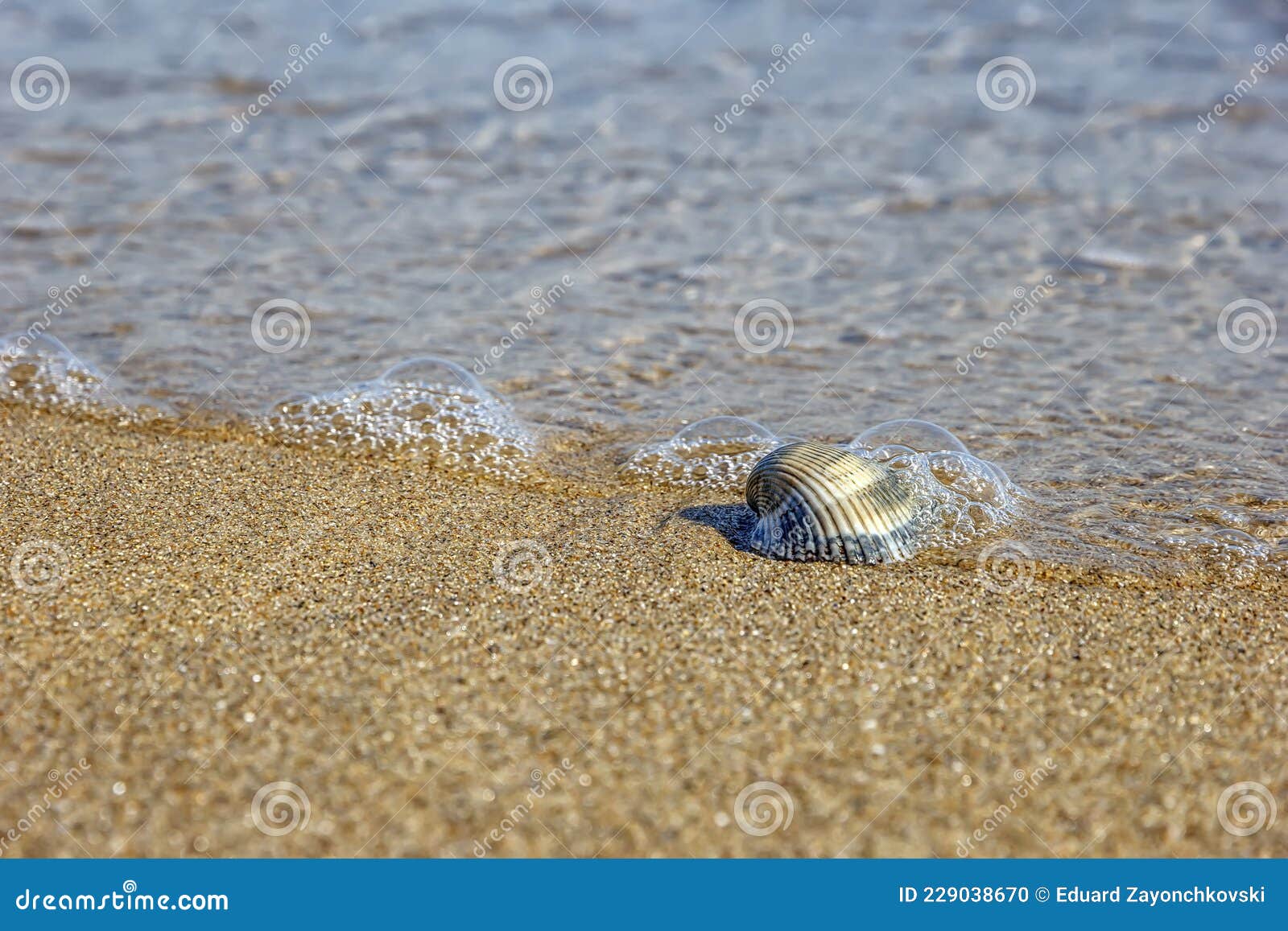 Idyllic Nature View on the Beach Stock Photo - Image of conch, sand ...