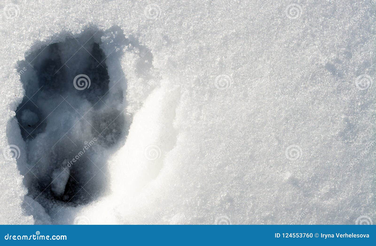 Wolf trace on the snow stock photo. Image of clear, pets - 124553760
