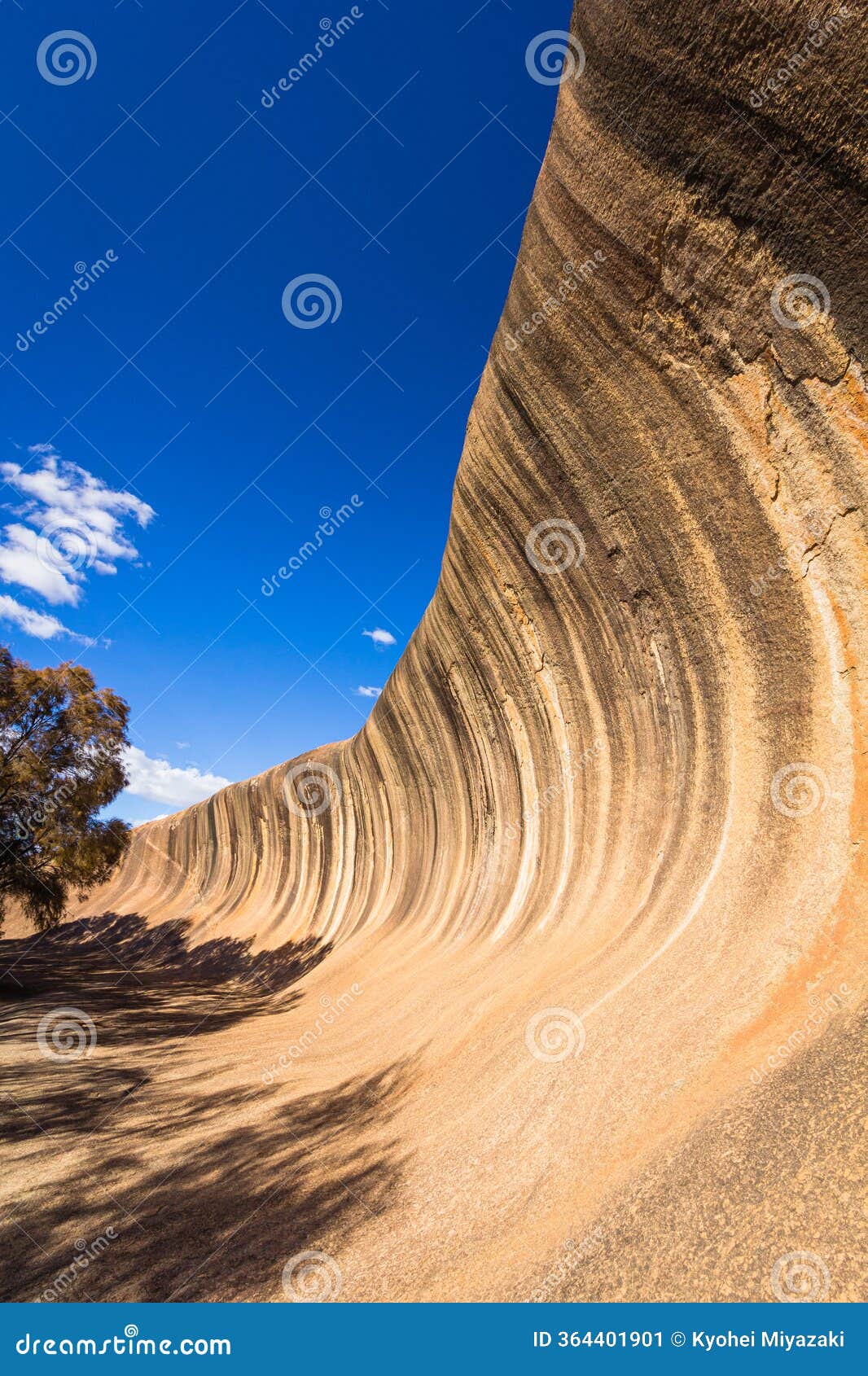 The Appearance Of The Tree Bark From A Close Distance Has Wrinkles And ...