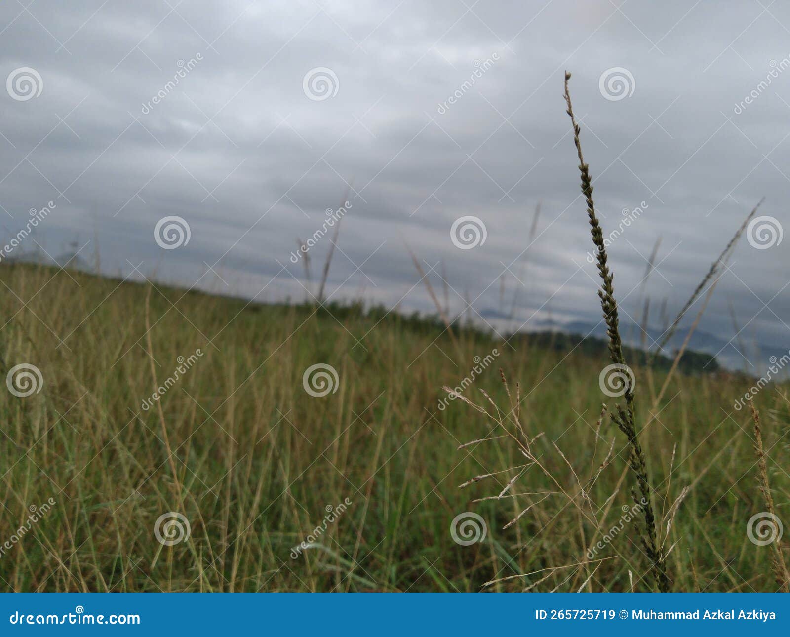 Single Bush And Volcano Stock Photo | CartoonDealer.com #44579202