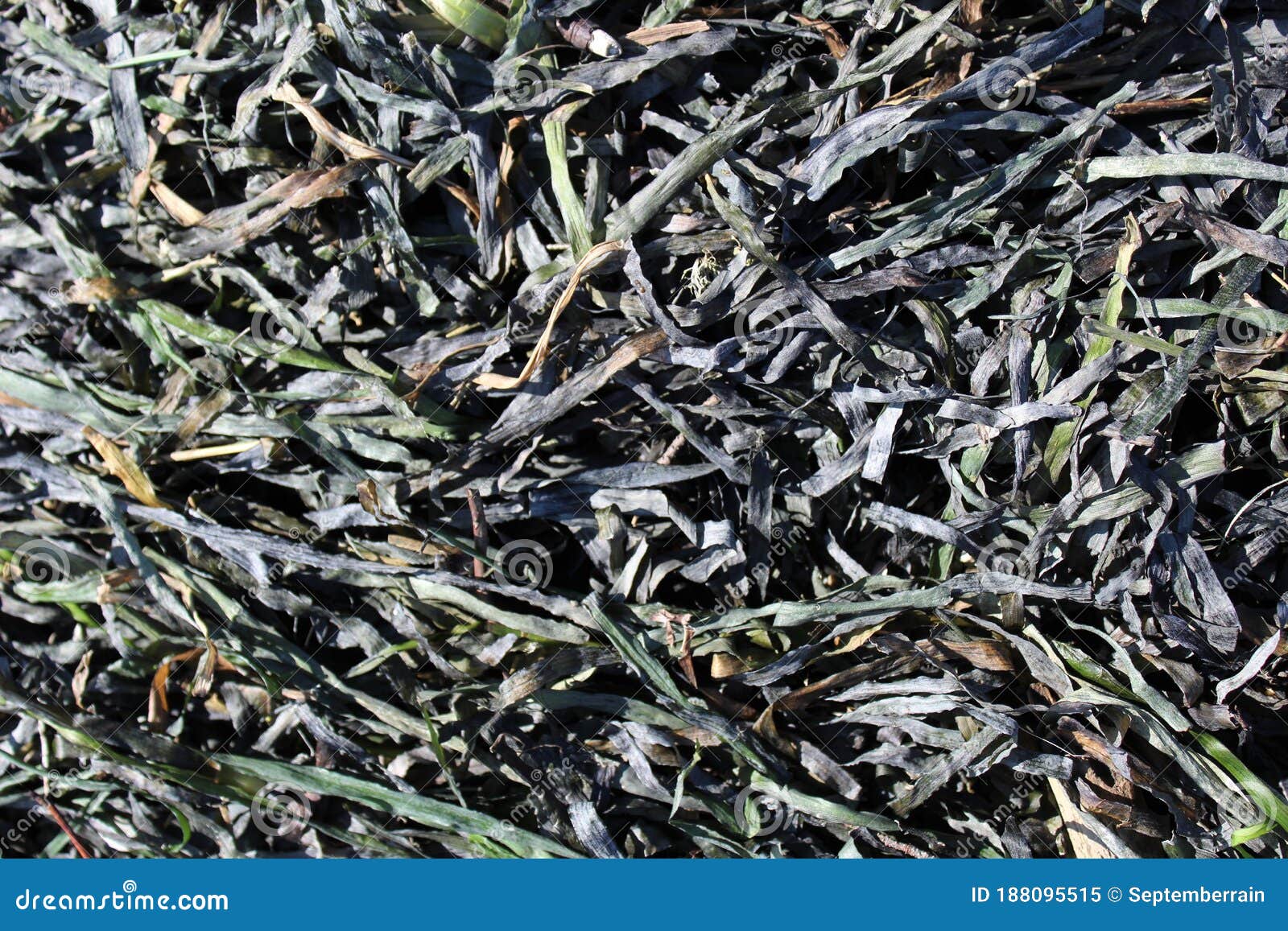 Wave Washed Seaweed and Piled on the Beach Stock Image - Image of fiber ...