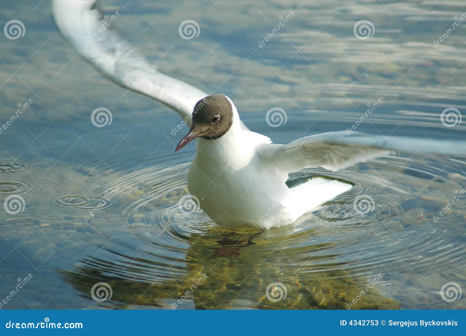 Wave of wings stock image. Image of wild, outdoors, feather - 4342753