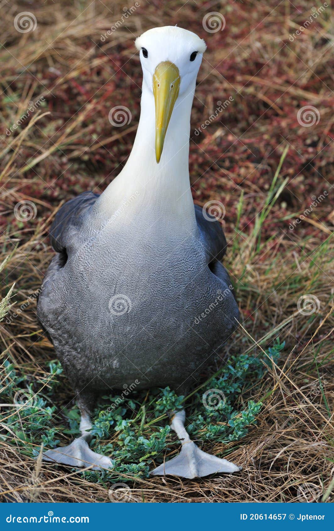 Waved Albatross stock image. Image of galapagos, ocean - 20614657