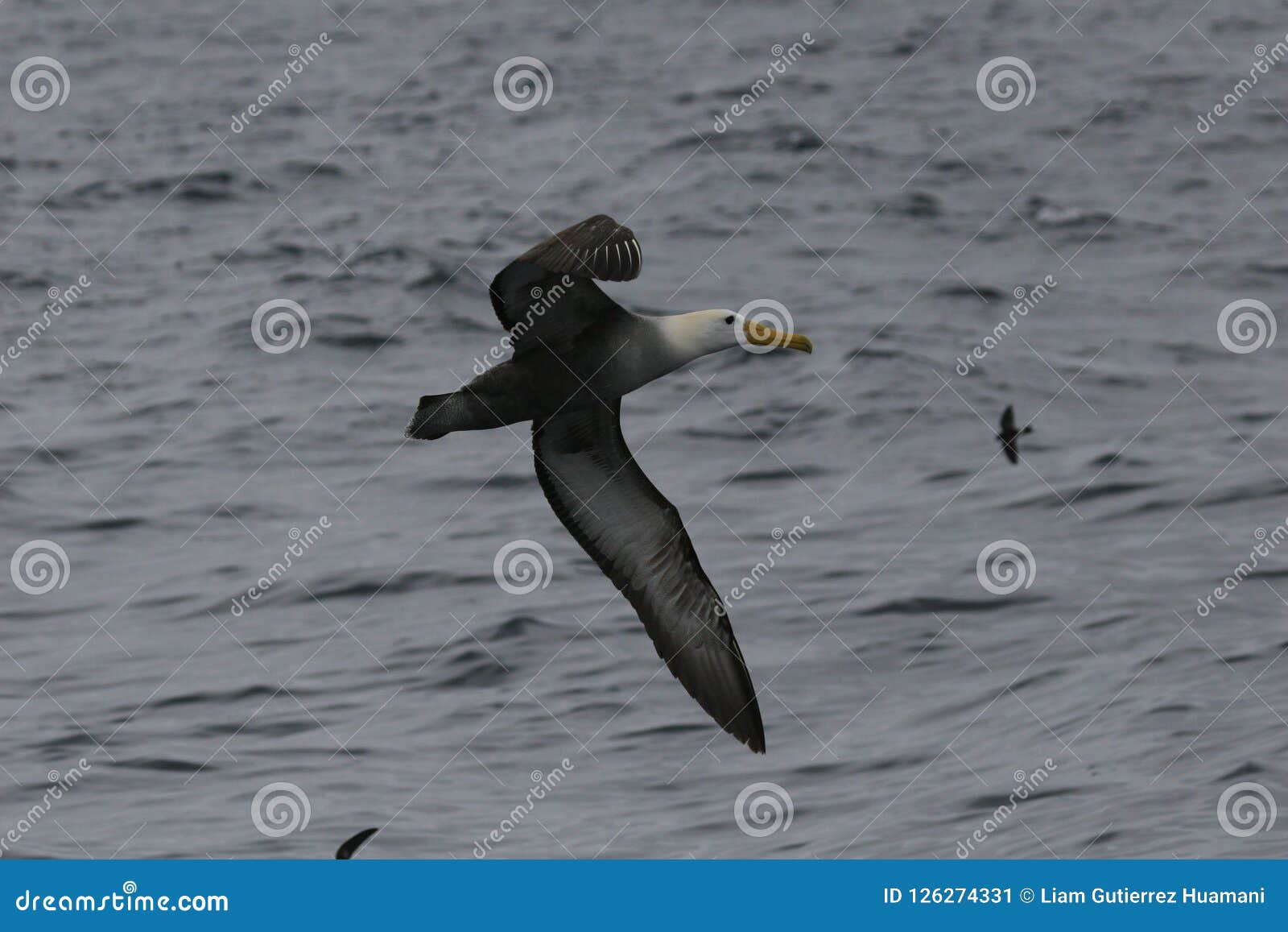 Waved Albatross Flying Over the Ocean Surface Stock Image - Image of ...
