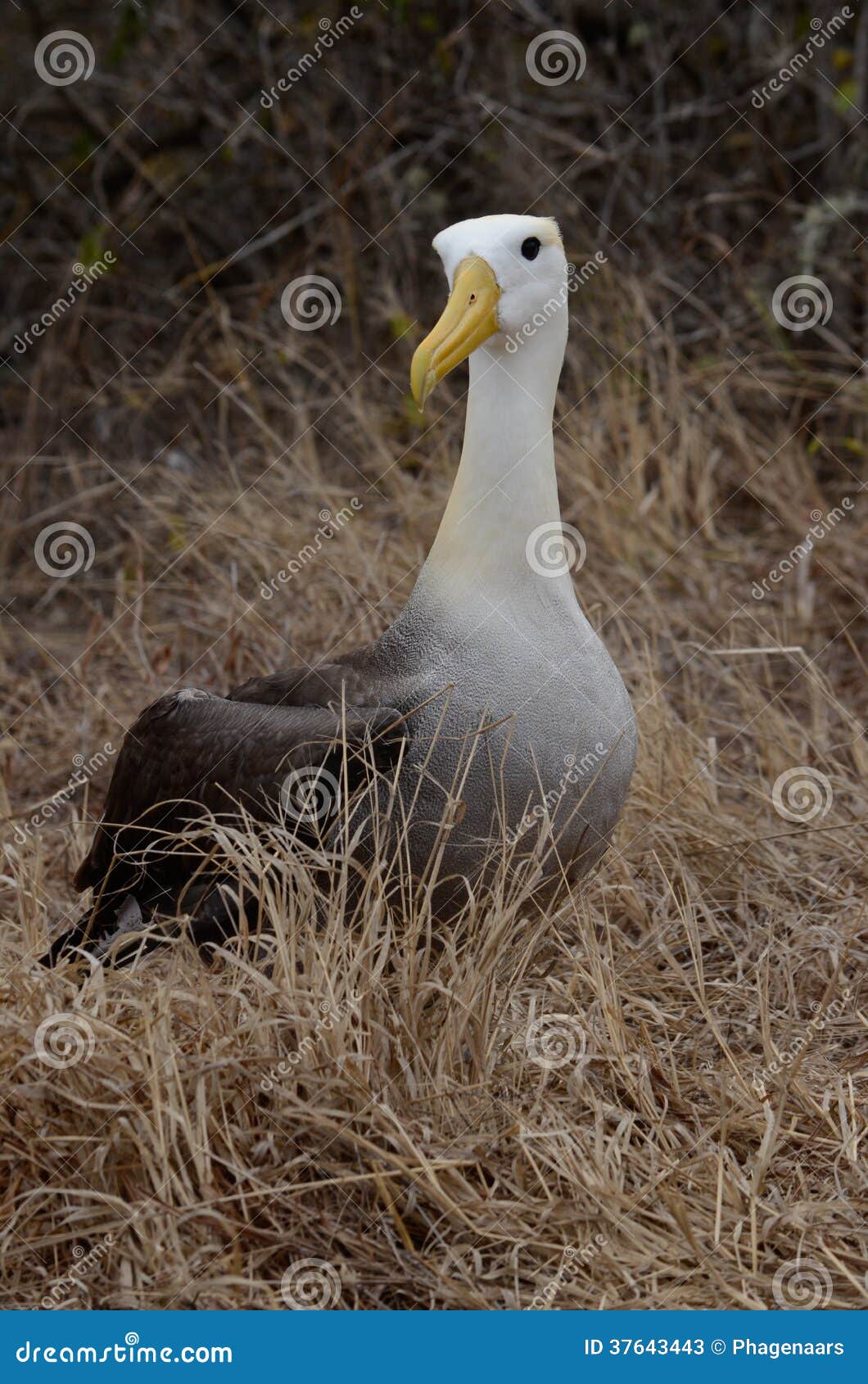 Waved Albatross (Phoebastria Irrorata), Galapagos Islands Stock Image ...