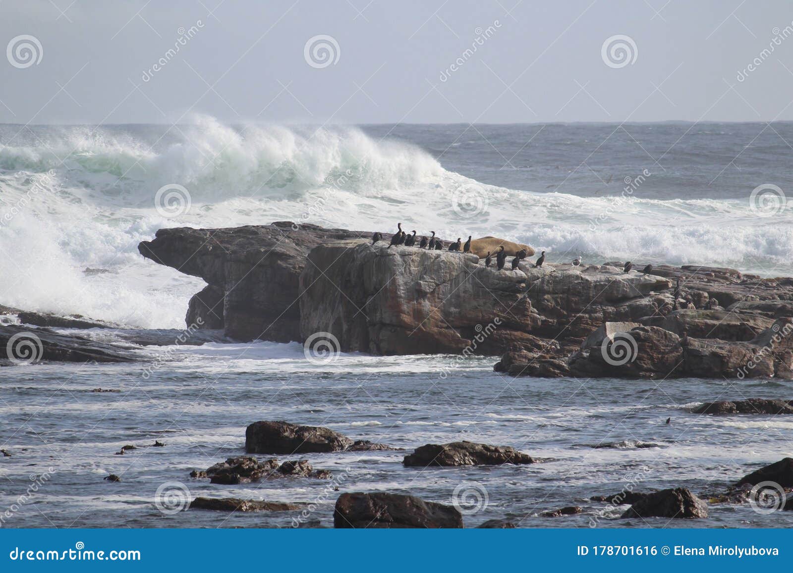 Waves Crashing on Cliffs with Birds Stock Photo - Image of storm ...