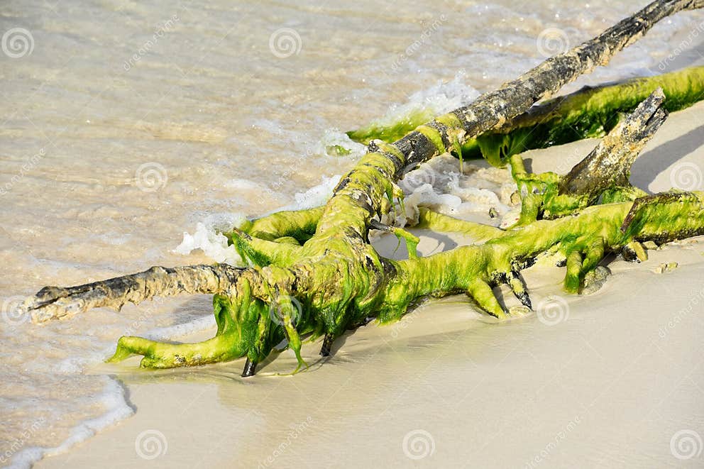 Waves Gently Lapping Algae Covered Tree Branch Stock Photo - Image of ...
