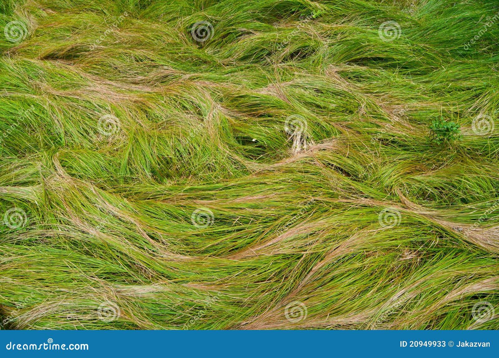 Waves of grass stock image. Image of lines, green, summer - 20949933
