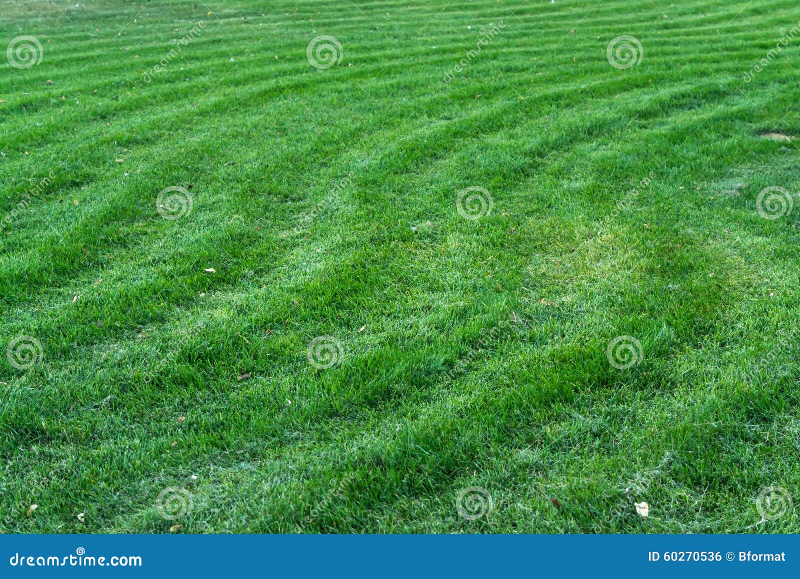 Waves of grass stock photo. Image of waves, park, wave - 60270536