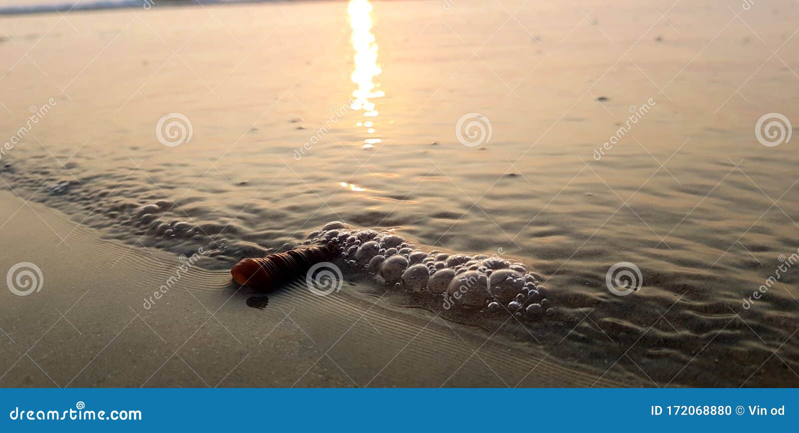 Waves hitting sea shells stock photo. Image of shore - 172068880