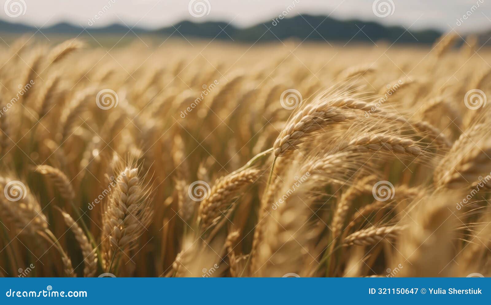 Waves of Motion a SoftFocus Journey through a Windy Wheat Field. Stock ...