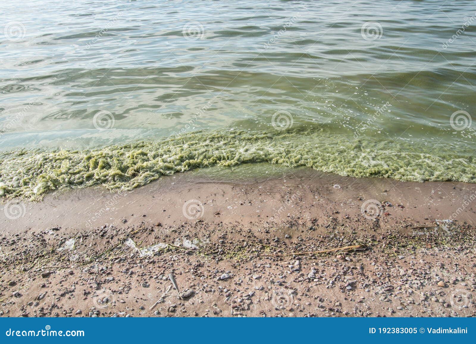 Waves on Sea Beach with Algae Infested Water. Stock Image - Image of ...