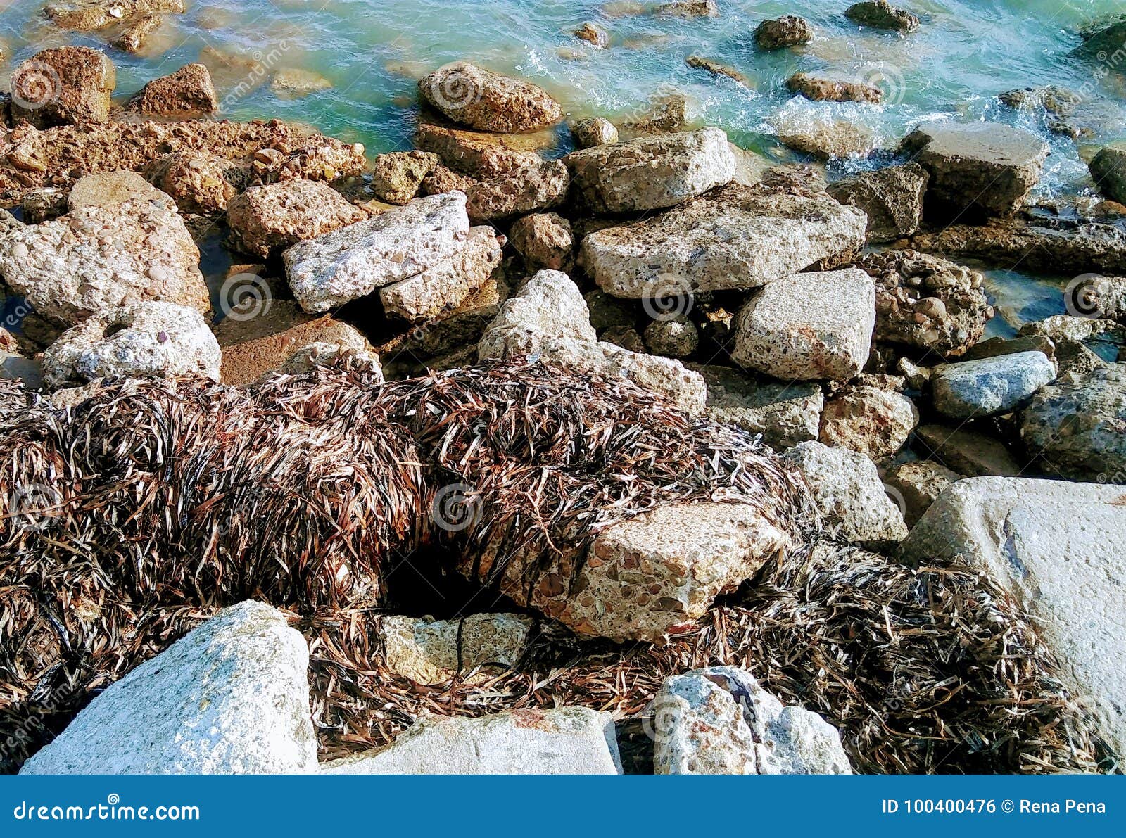 Waves of seaweed stock photo. Image of seaweed, waves - 100400476