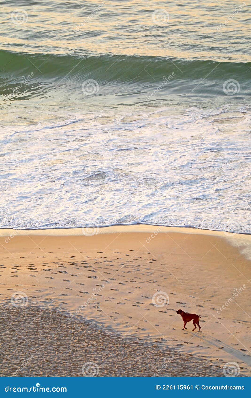 Waves Splashing on the Sandy Beach Full of Footprints and a Dog Stock ...