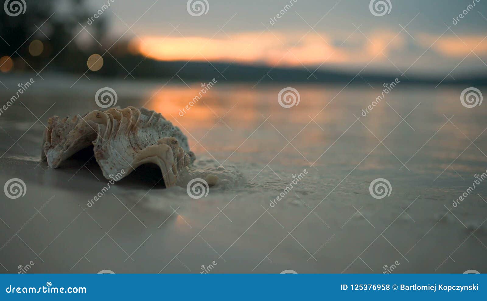 Waves Strike the Shell Which Lies on the Beach Stock Footage - Video of ...
