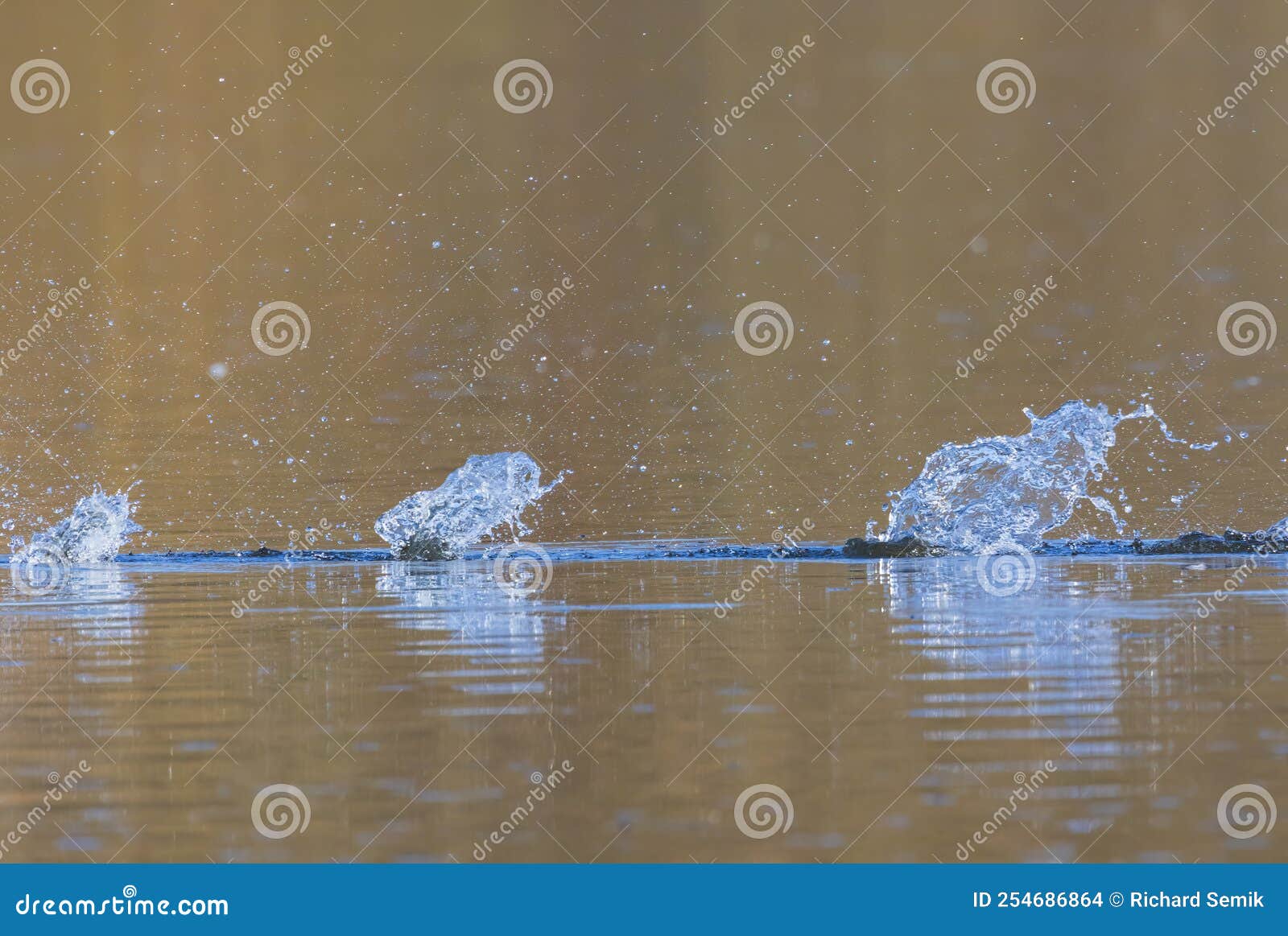 Waves on the Surface of the Water from a Collision. Drop of Water Drop ...