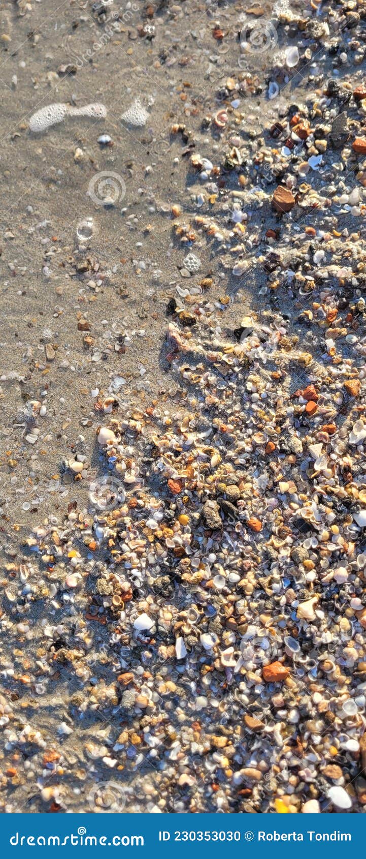 Waves touching the shells. stock photo. Image of nature - 230353030