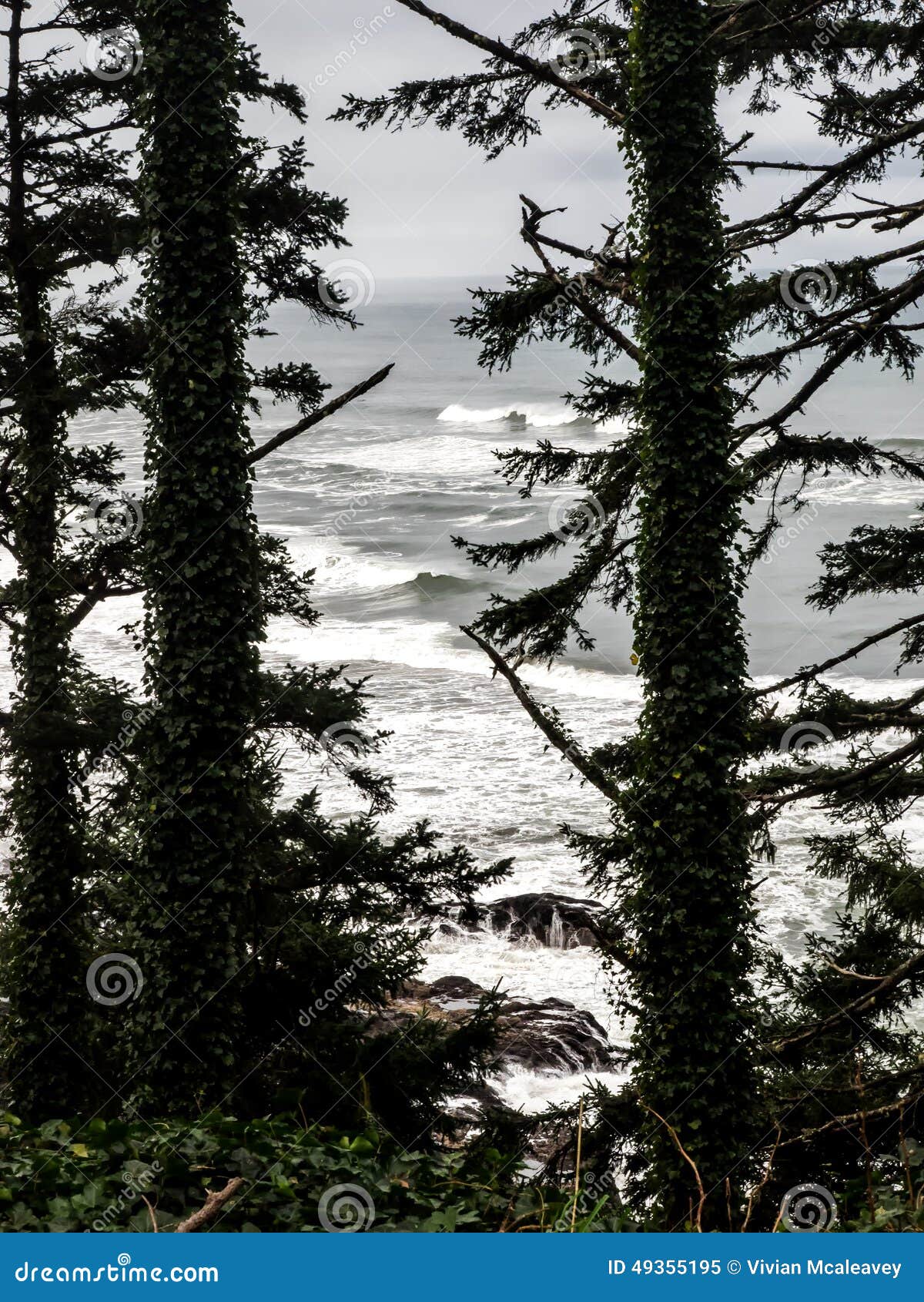 Waves Viewed between the Trees Stock Image - Image of conifer, frame ...
