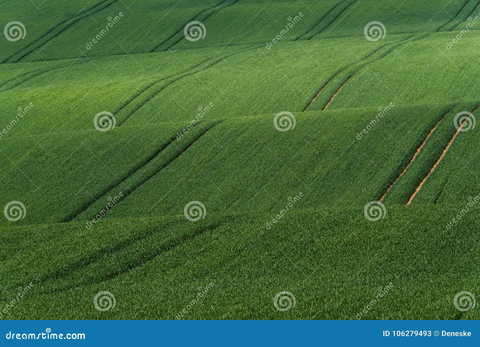 Waves of the wheat fields. stock image. Image of grain - 106279493