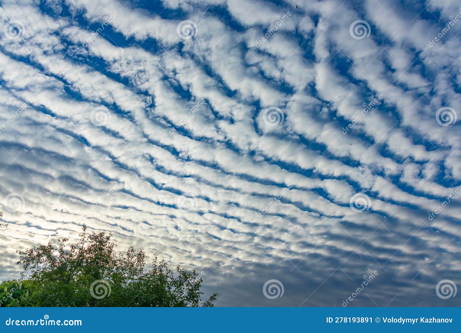 Waves of White Clouds on a Blue Sky Background. Altocumulus Undulatus ...