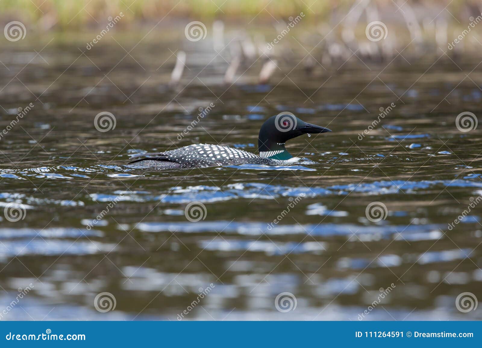 Wavey Water loon stock image. Image of immer, color - 111264591