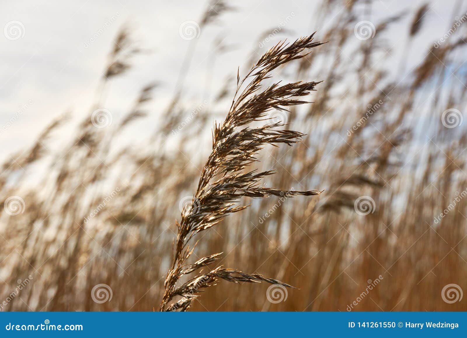 Waving Brown Reed at Sunset Stock Photo - Image of autumn, plant: 141261550