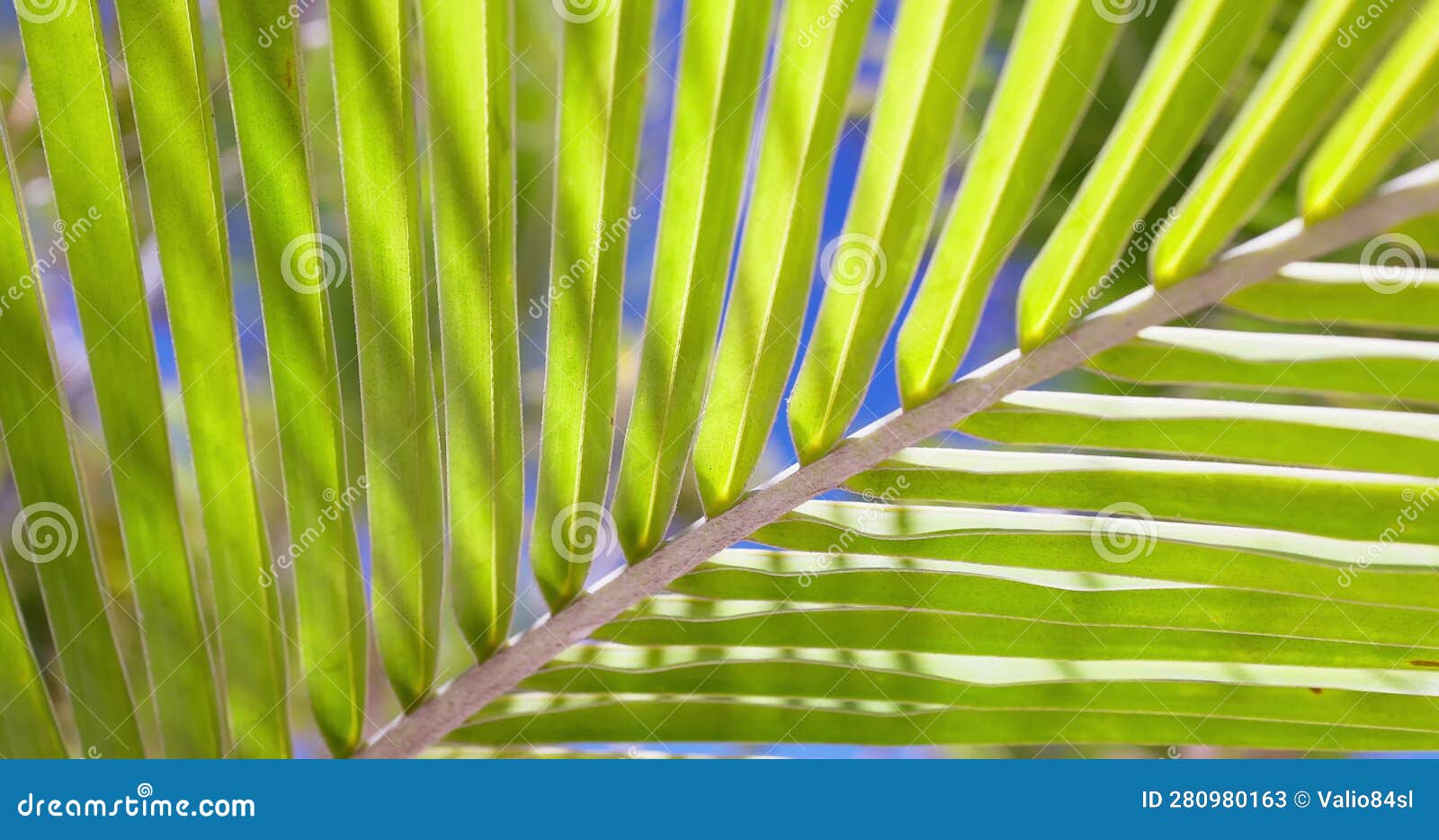 Waving Coconut Palm Tree Leaf Shadow with Sun Rays on Blue Sky ...
