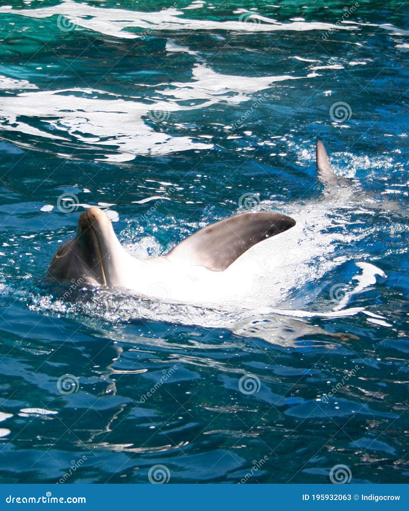 Waving Dolphin stock image. Image of marina, underwater - 195932063