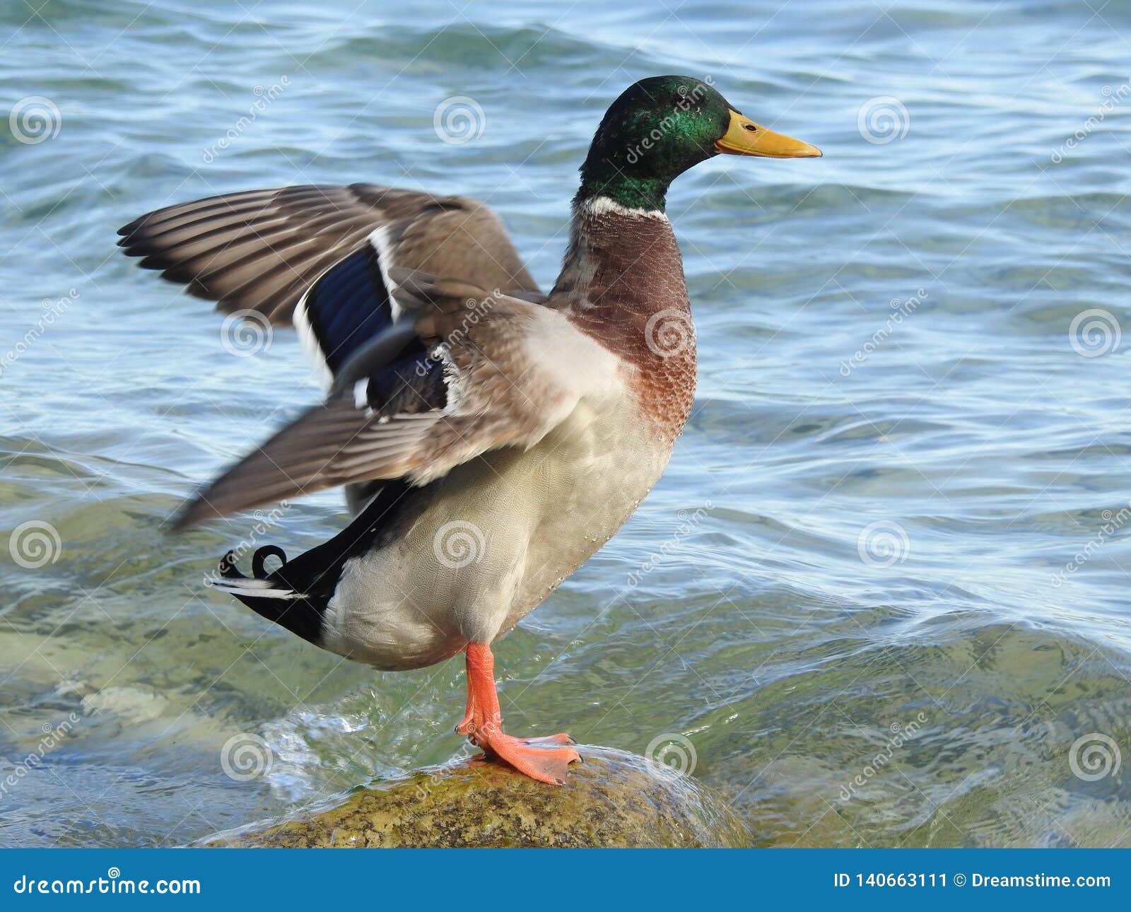 The Waving Duck stock image. Image of waving, river - 140663111