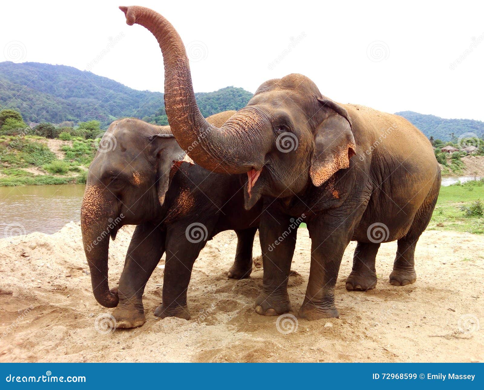 Waving elepahnt stock image. Image of elephant, elepahnt - 72968599