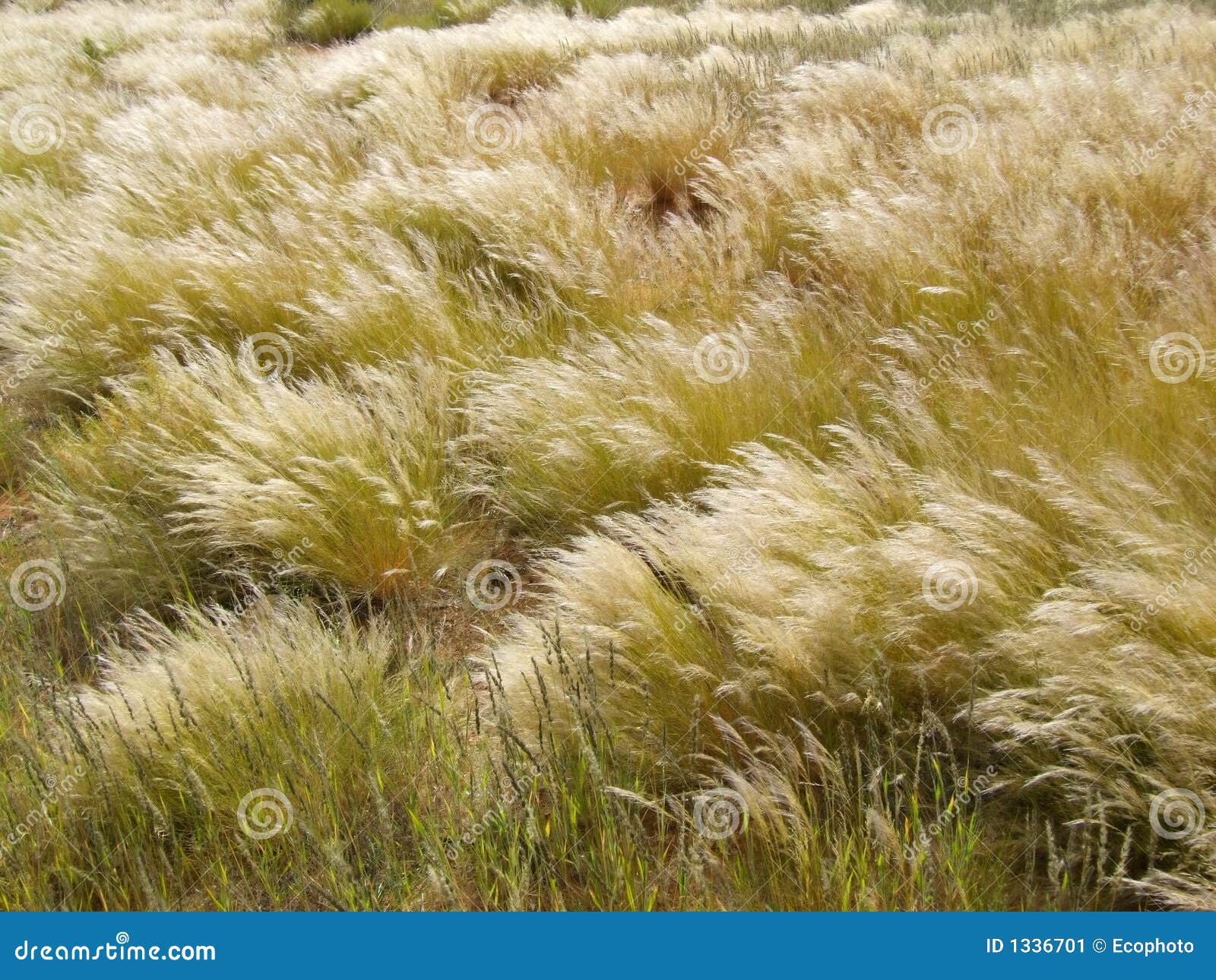 Waving grasses stock image. Image of quiet, grasses, wild - 1336701