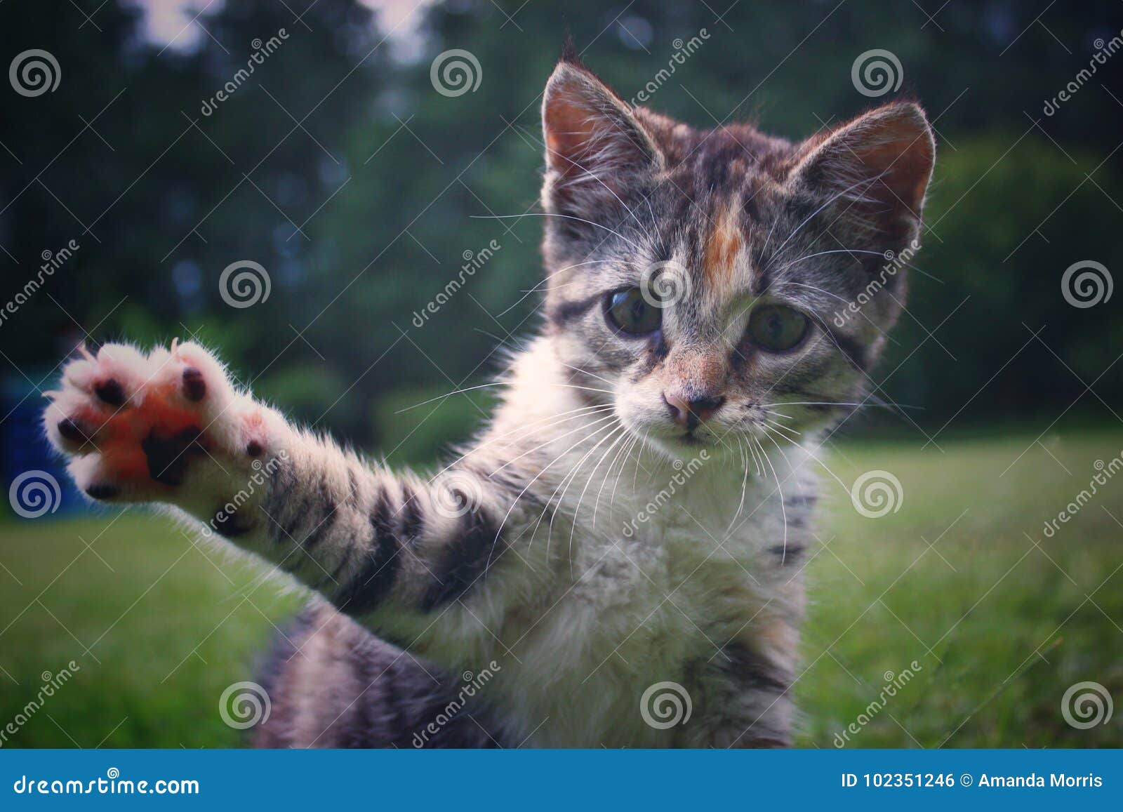 Waving Kitty stock photo. Image of kitty, whiskers, strips - 102351246