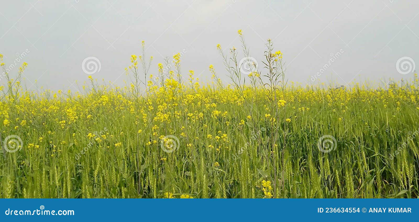 Waving Mustard Flowers Stock Photos - Free & Royalty-Free Stock Photos ...