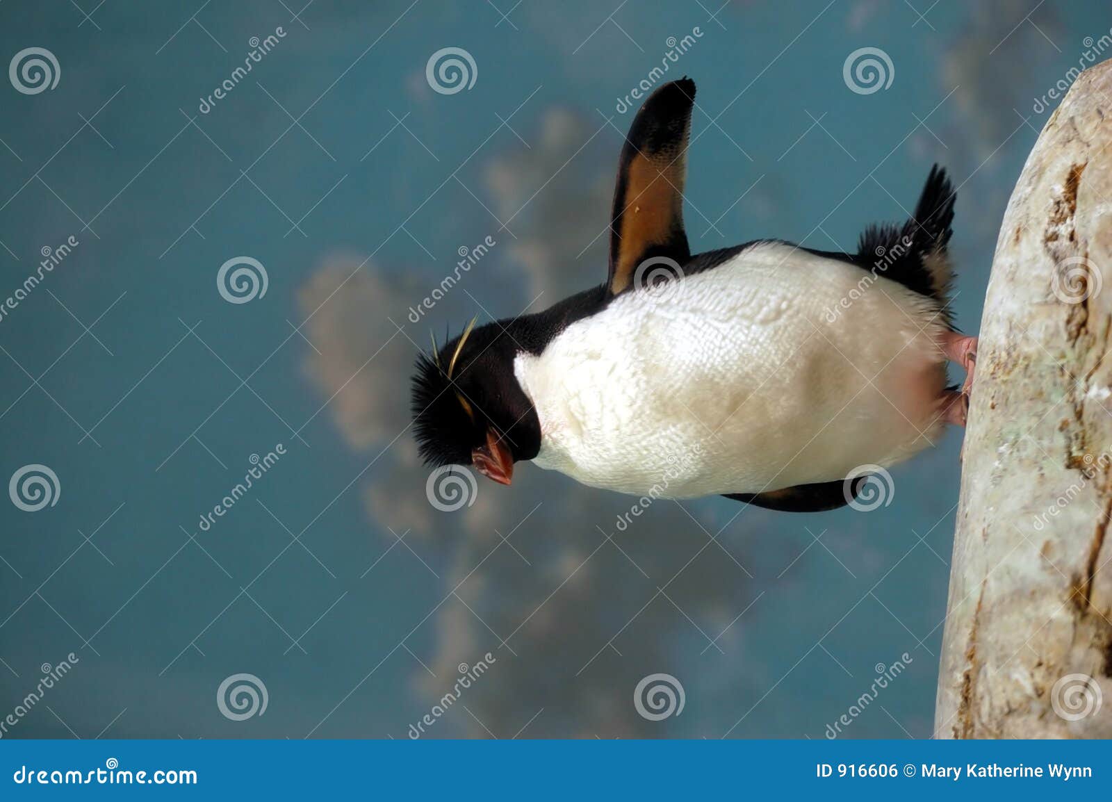 Waving penguin stock photo. Image of marine, tuxedo, nature - 916606