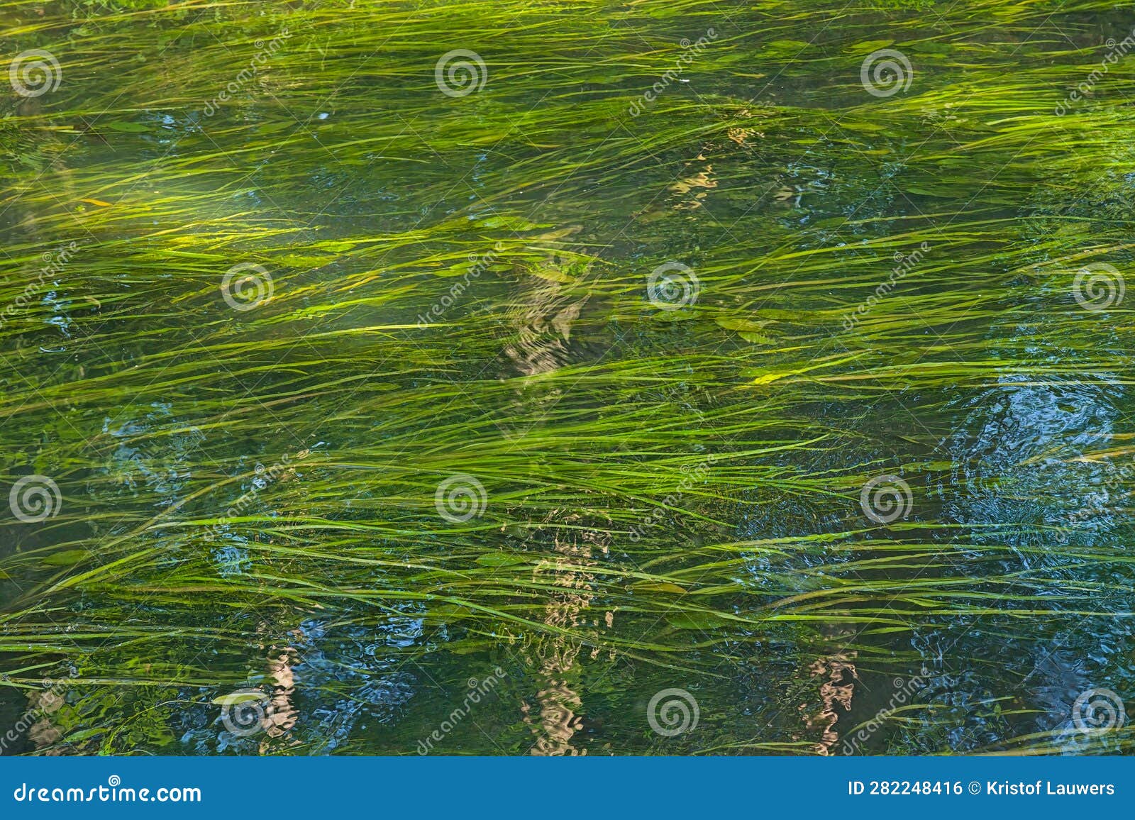 Waving rushes in the water stock photo. Image of leaf - 282248416