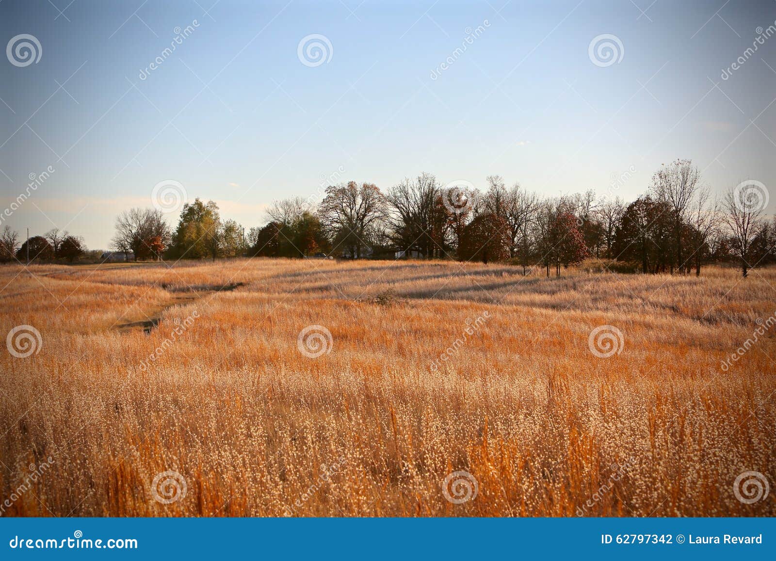 Waving Wheat stock photo. Image of farm, camp, pasture - 62797342