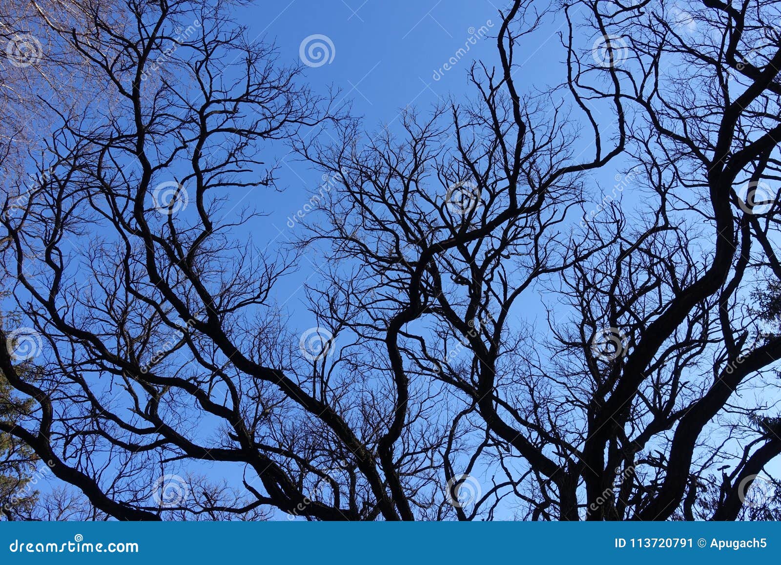Wavy Branches of Robinia Pseudoacacia in Winter Stock Image - Image of ...