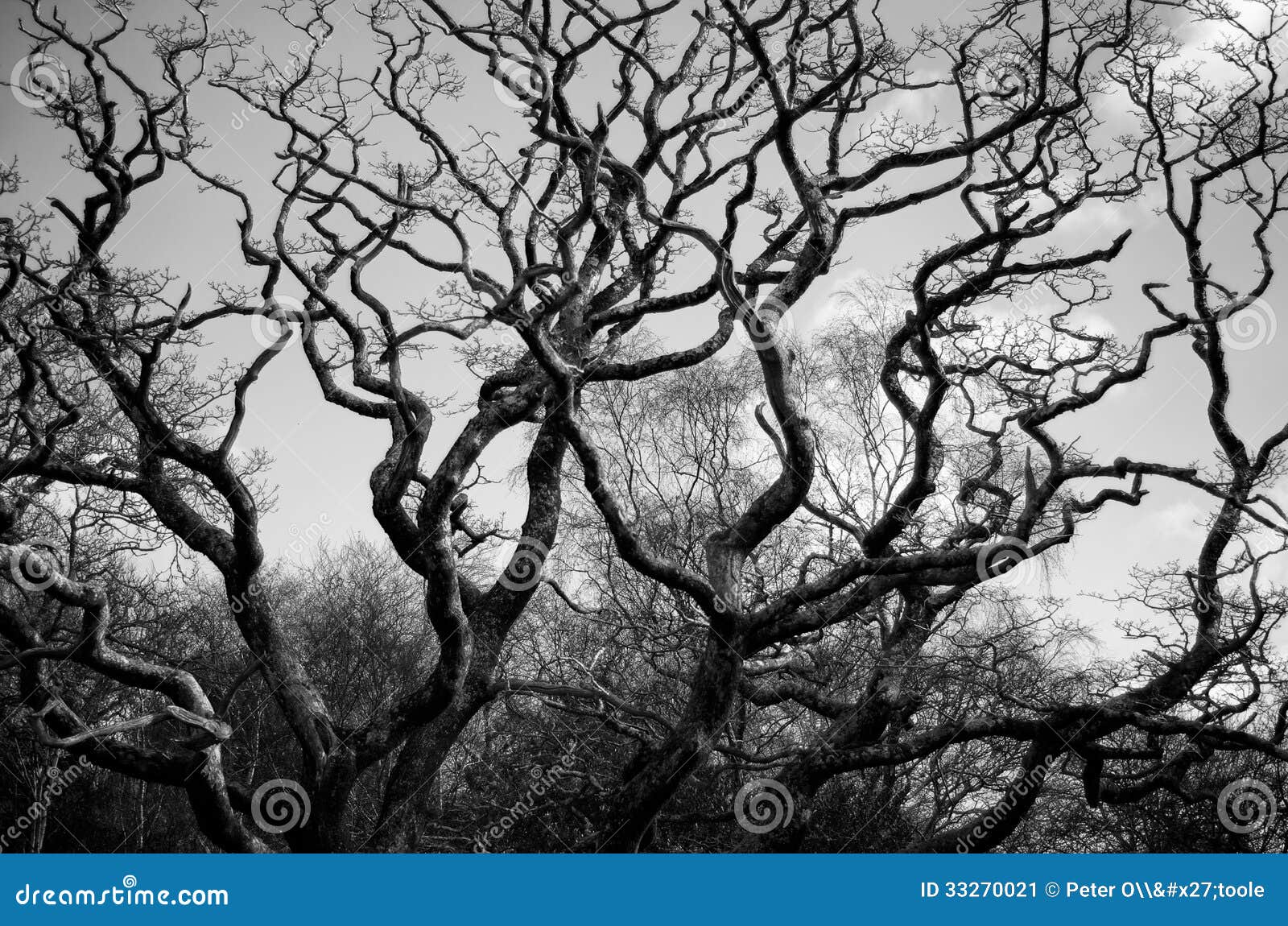 Wavy Branches stock image. Image of autumn, environment - 33270021