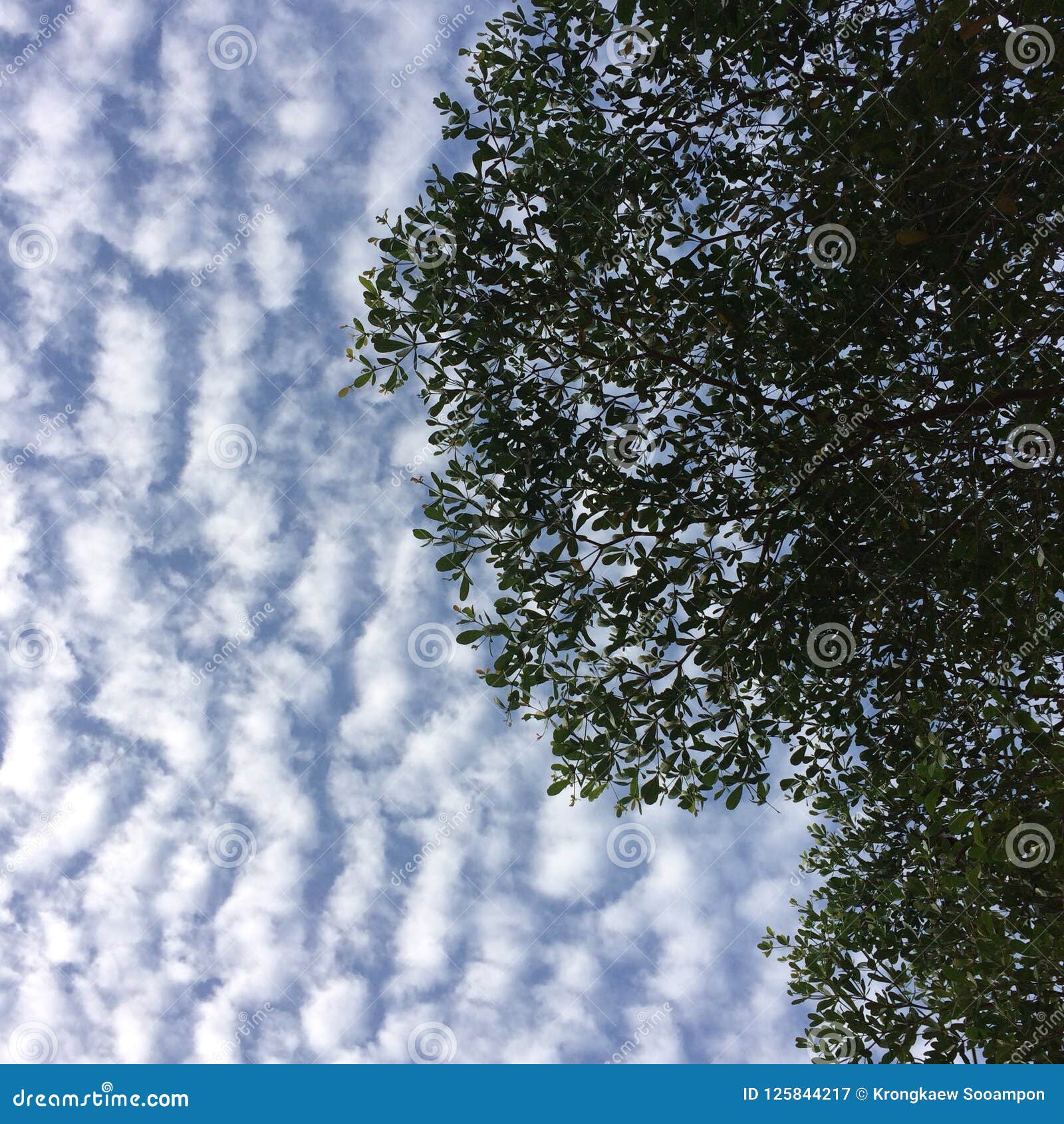 Wavy cloud sky tree stock image. Image of nature, wavy - 125844217