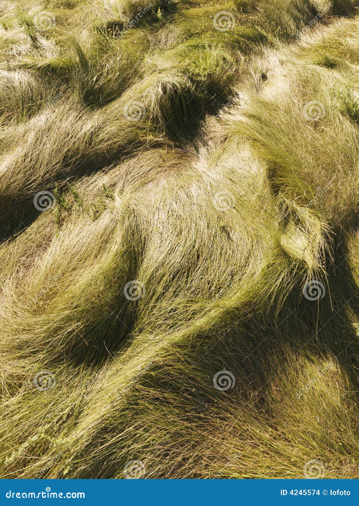 Wavy grass. stock photo. Image of grassland, background - 4245574
