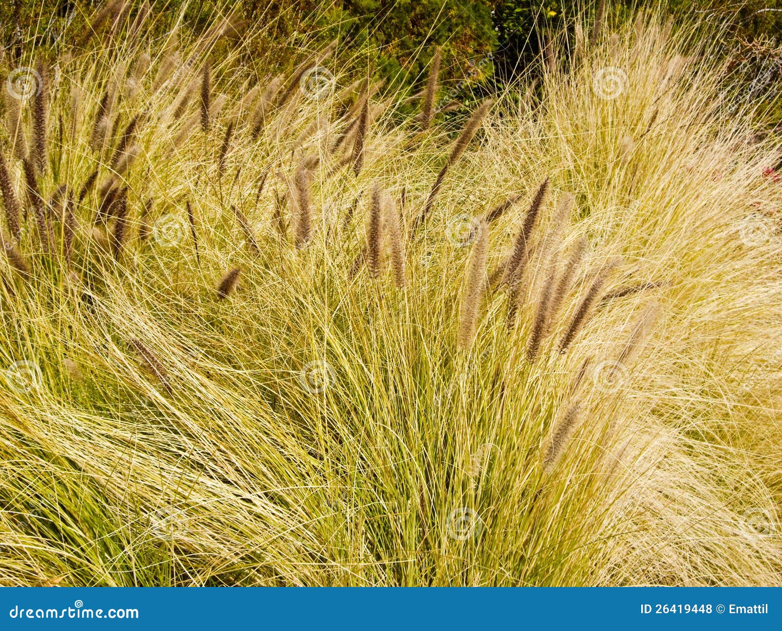 Wavy Grasses stock photo. Image of field, countryside - 26419448