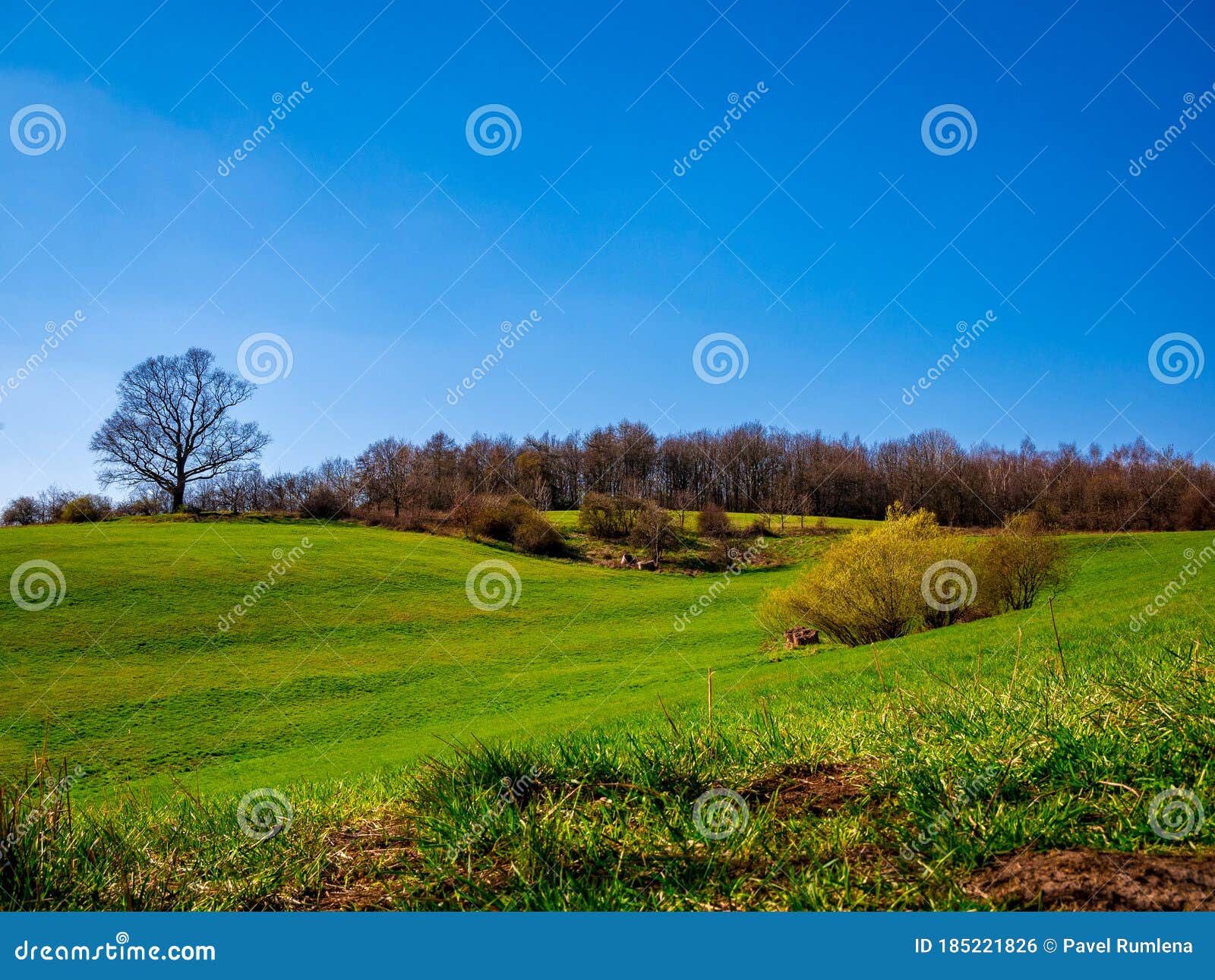 Wavy Landscape with Meadows, Forests and Big Old Oak Tree Stock Photo ...