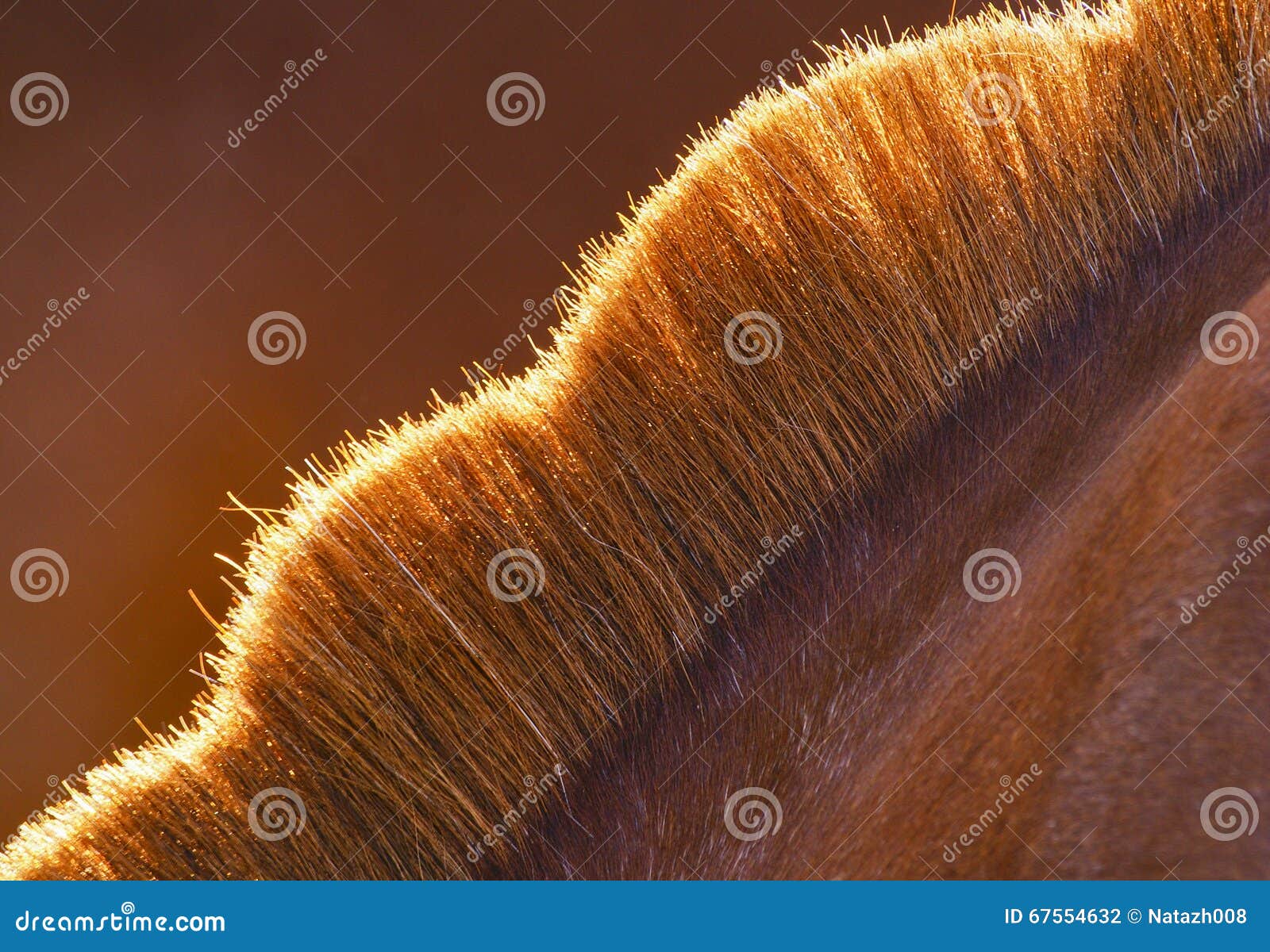 Wavy Mane of Horse on Her Neck Stock Photo - Image of neck, wavy: 67554632