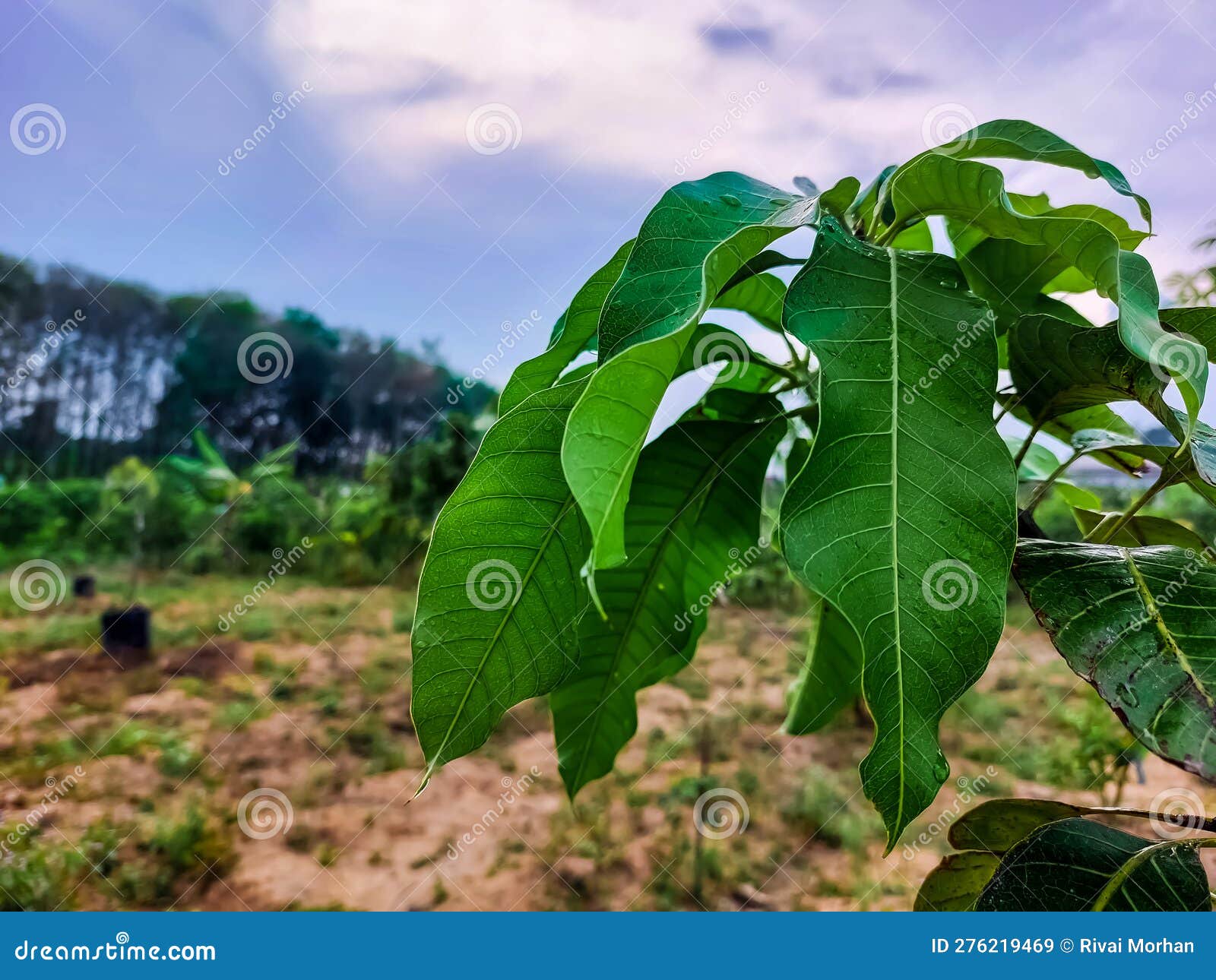 Wavy Mango Tree Leaves in the Field Stock Image - Image of beauty ...