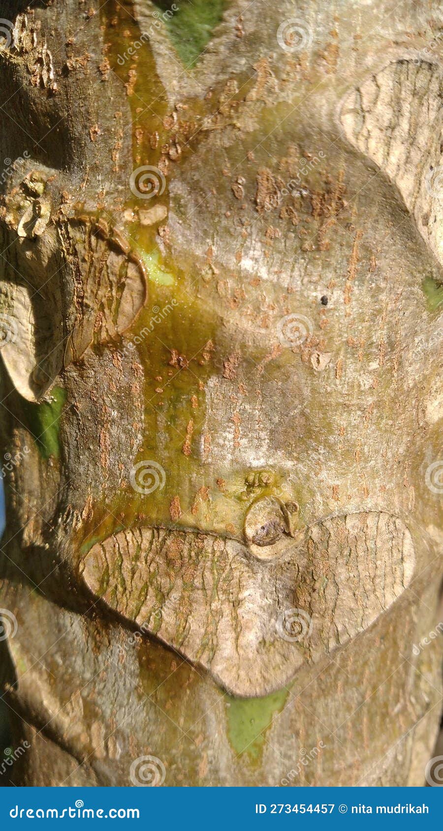 Wavy papaya tree texture stock image. Image of tree - 273454457